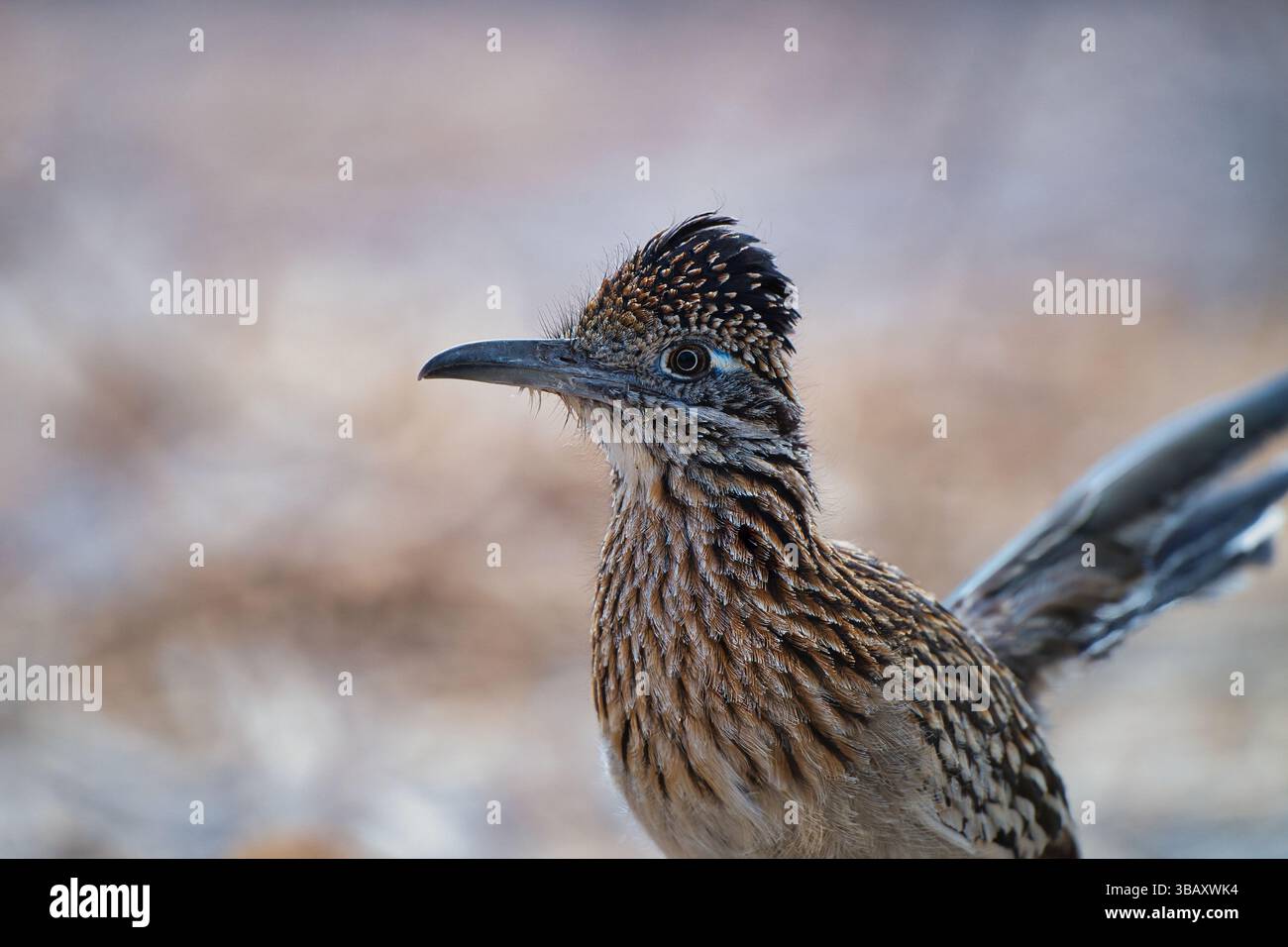 This striking close-up image captures the Greater Roadrunner, a fast ...