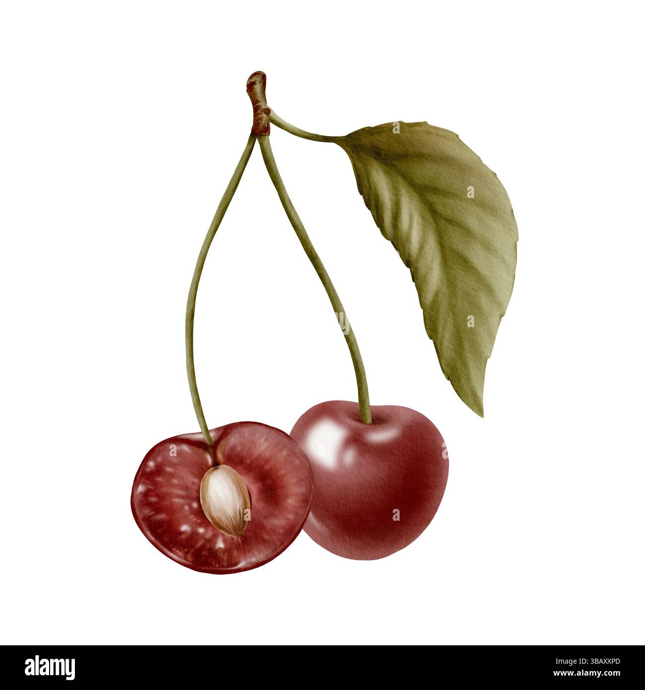 Twin cherries on leafy branch - whole glossy fruit and cross-section ...