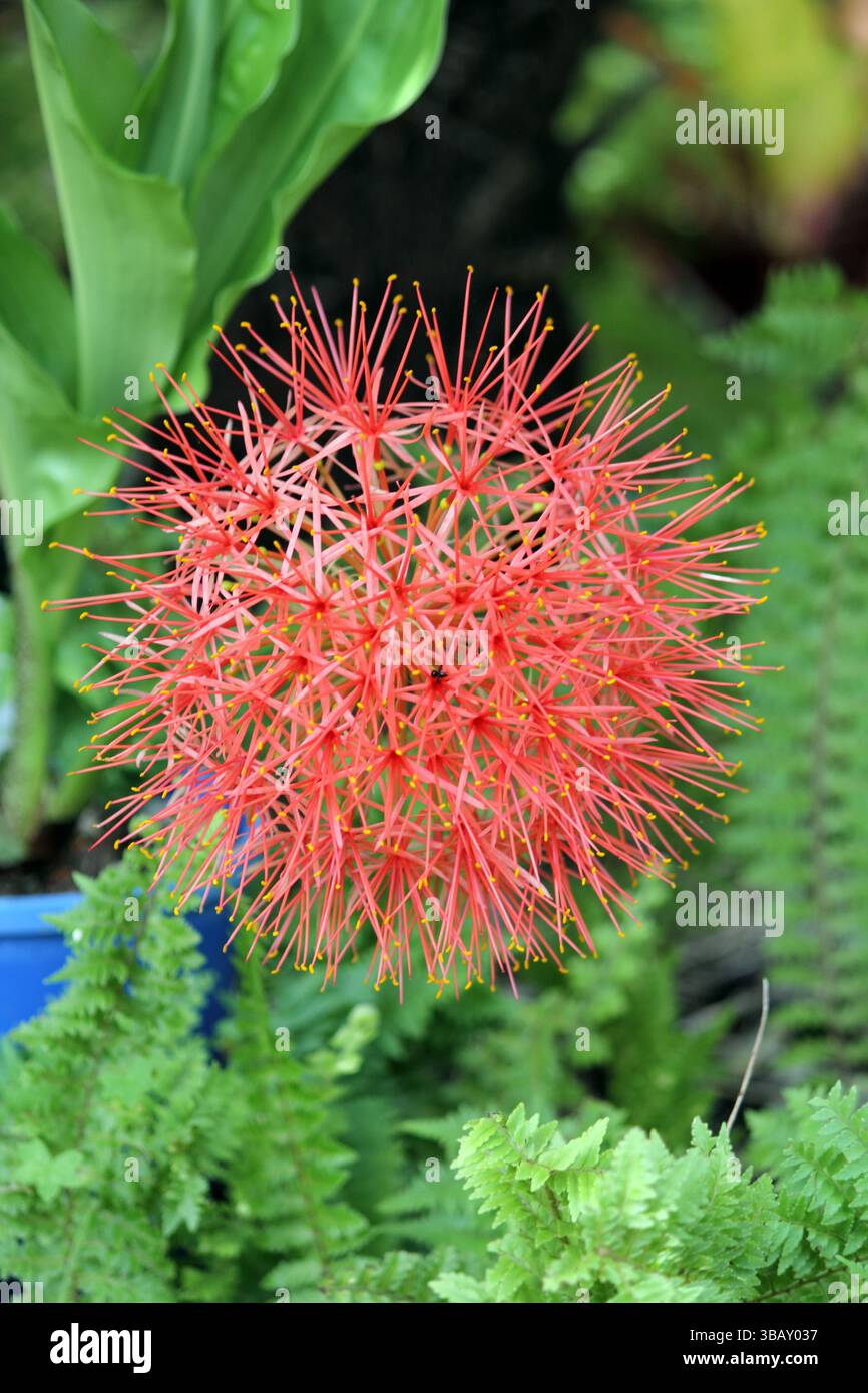 Red blood lily bulb flower on a plant in a garden Stock Photo - Alamy