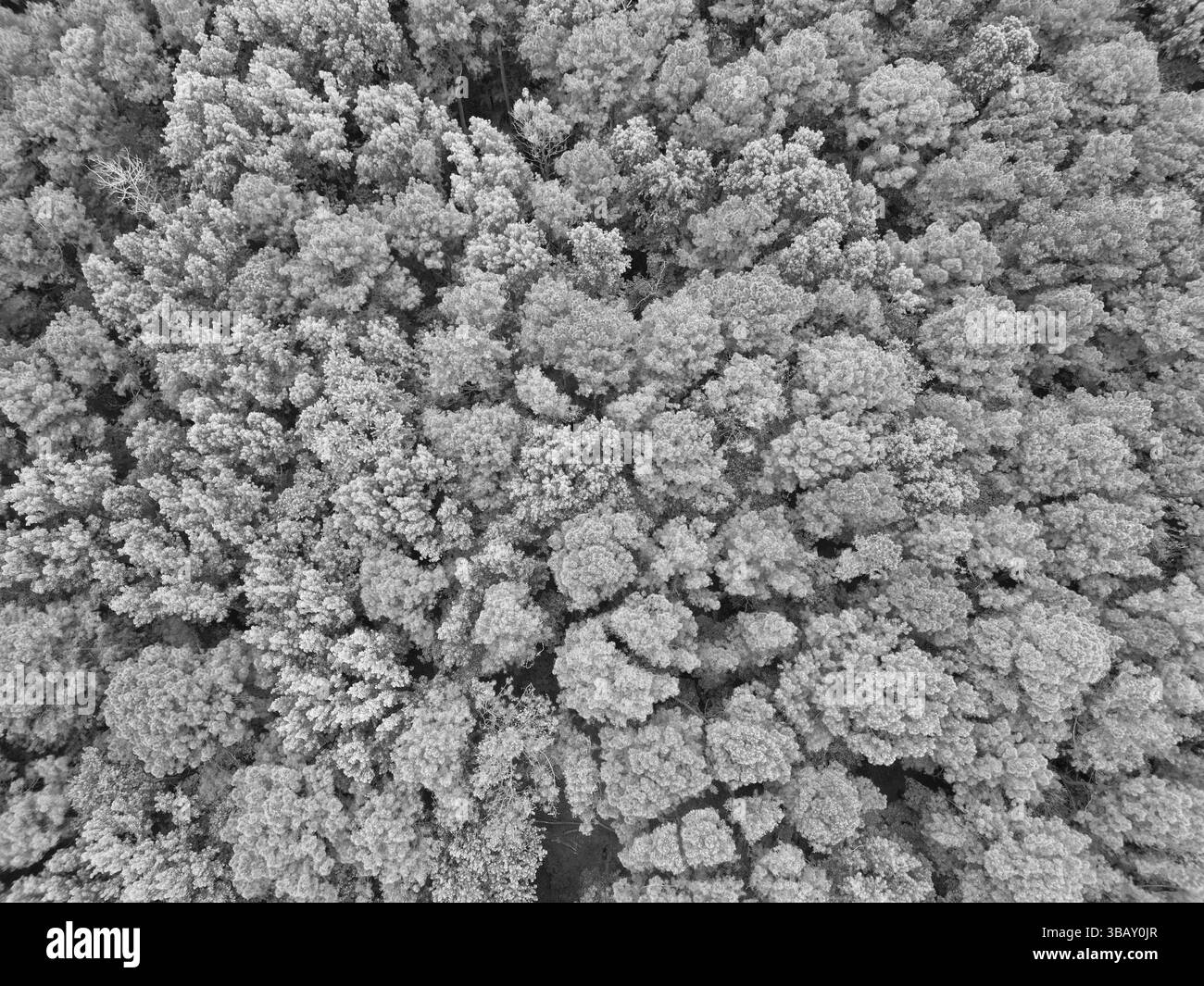 Aerial top view forest tree. Rainforest ecosystem and healthy ...
