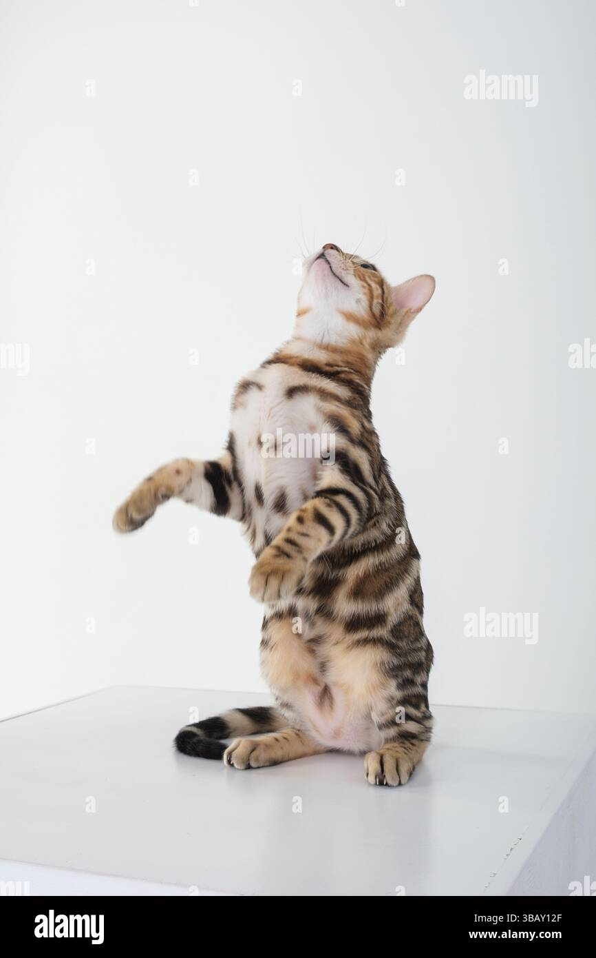 Cat raised paws hi-res stock photography and images - Alamy