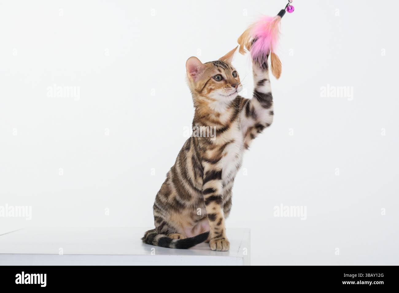 Cat raised paws hi-res stock photography and images - Alamy