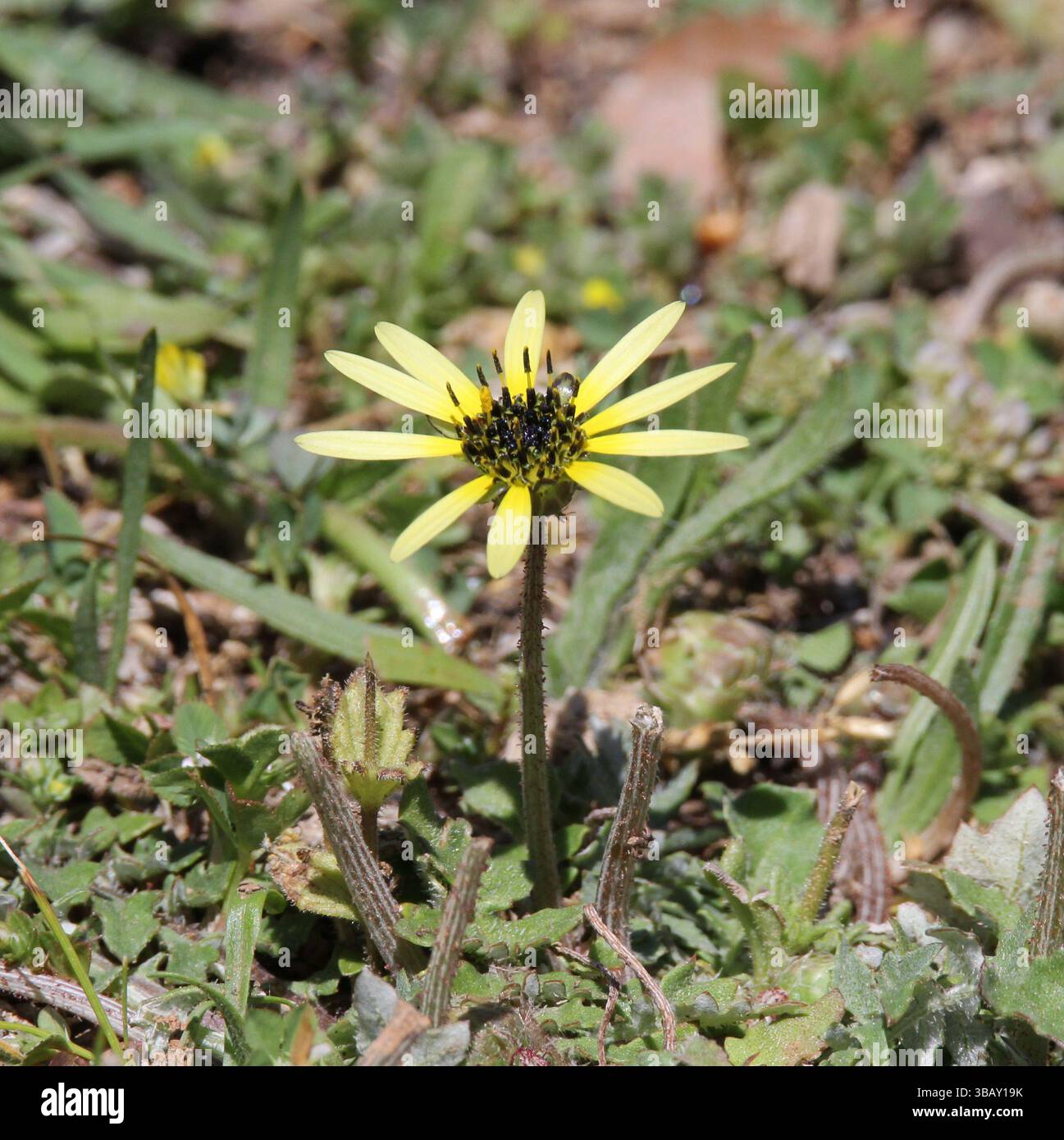 Capeweed hi-res stock photography and images - Alamy