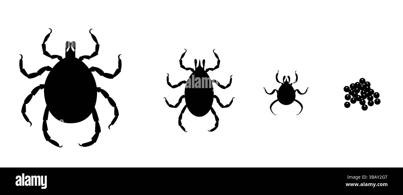 Mite life cycle showing growth stages from egg to adult Stock Vector ...