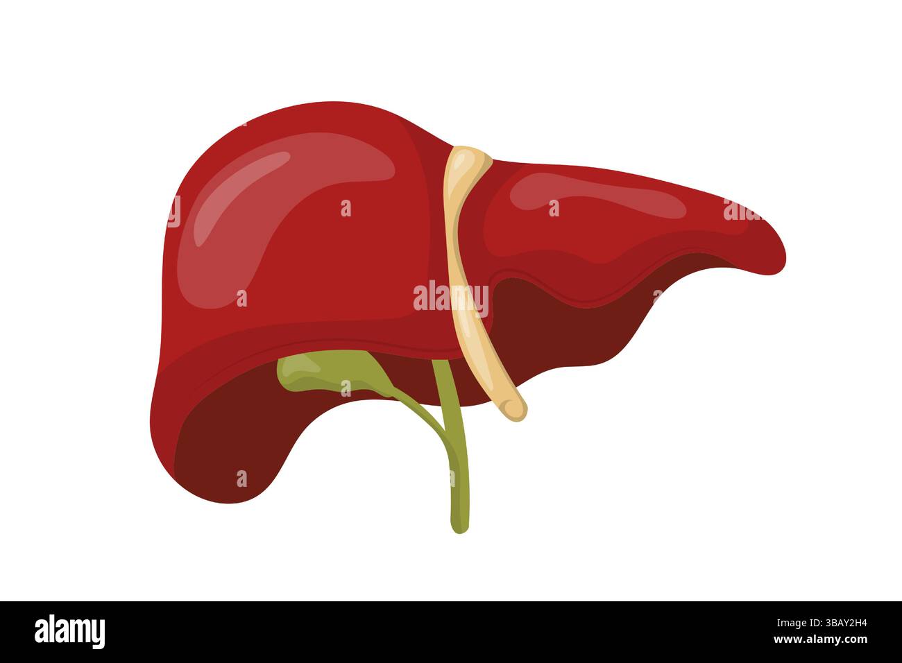 Liver with gallbladder and bile ducts showing anatomy structure Stock ...