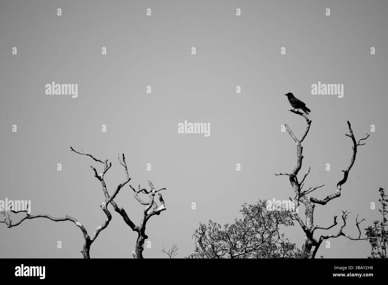 Carrion Crow on a dead tree branch in black and white Stock Photo - Alamy