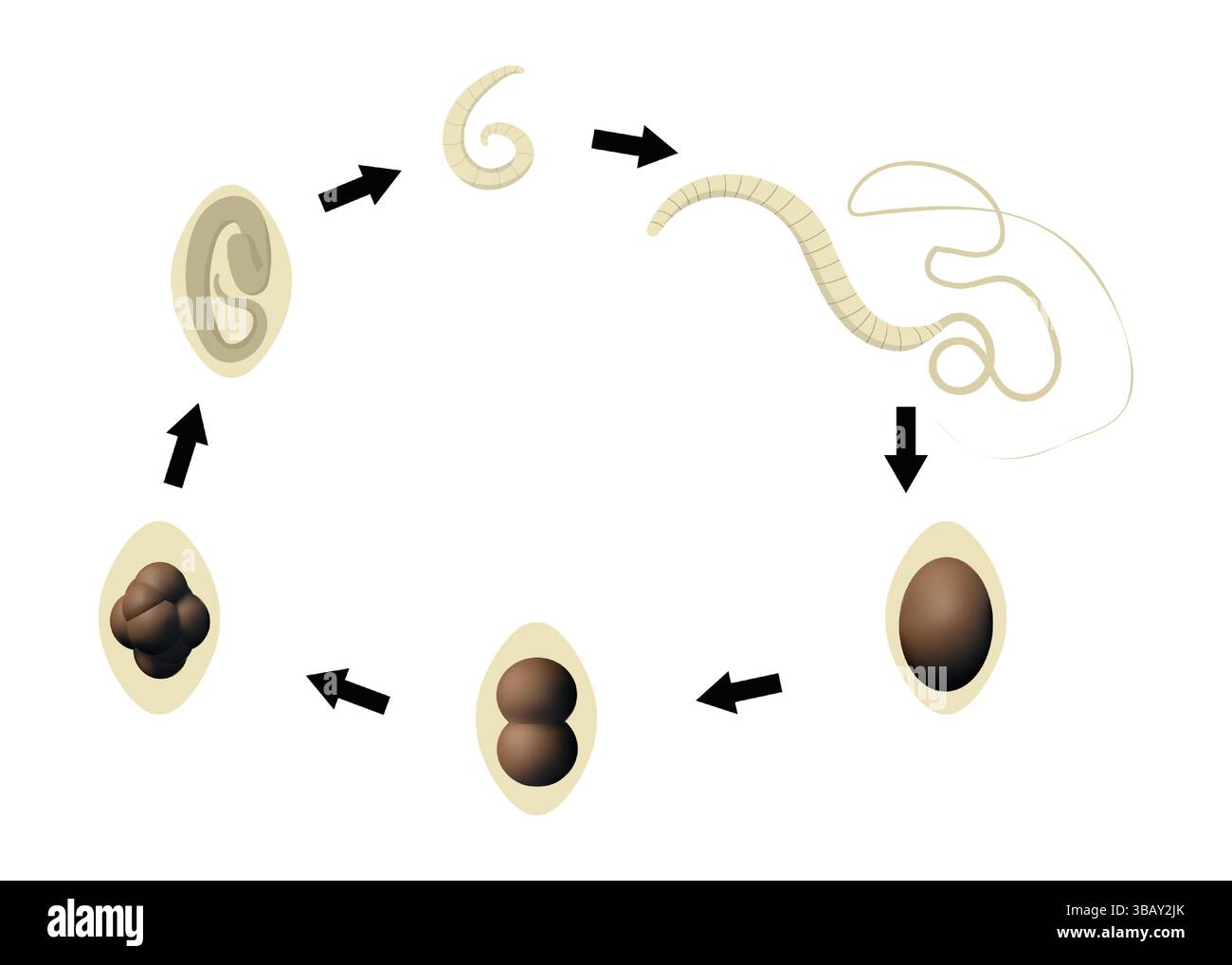 Whipworm lifecycle showing different stages Stock Vector Image & Art ...