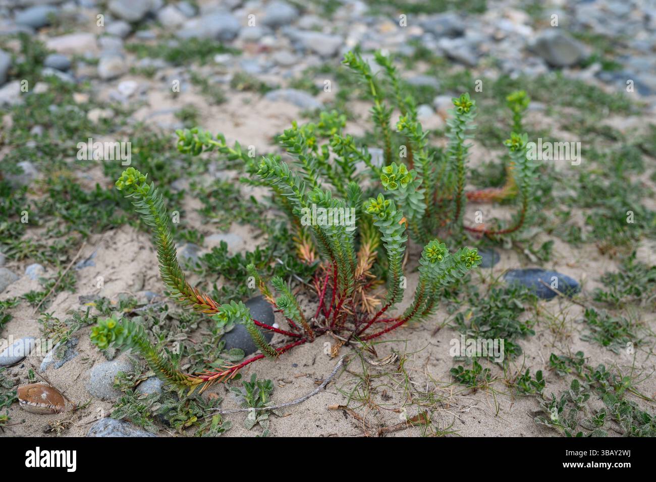 Sea Spurge plant (Euphorbia paralias) growing on a beach – Wales, UK ...