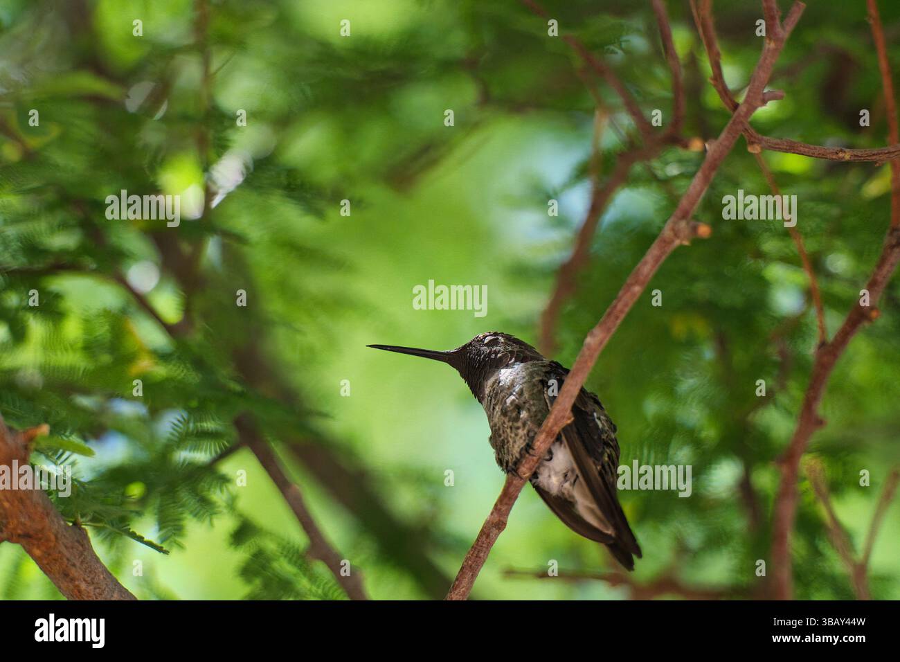 A tranquil image of a hummingbird sleeping on a slender tree branch ...