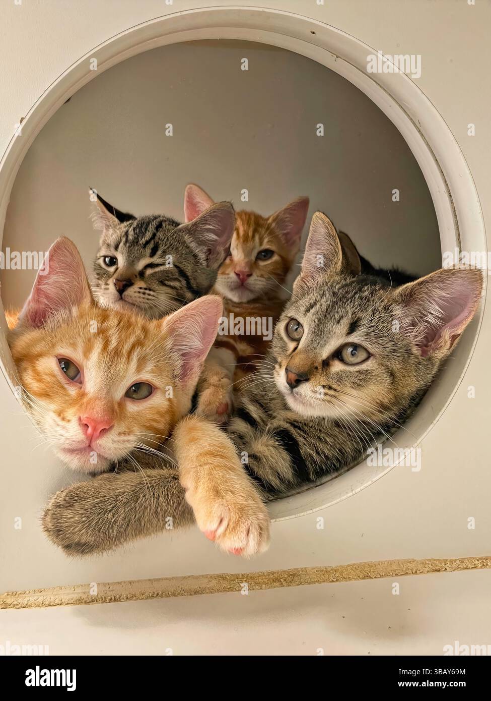 A group of tabby and ginger kittens rest inside a cubby at a public ...