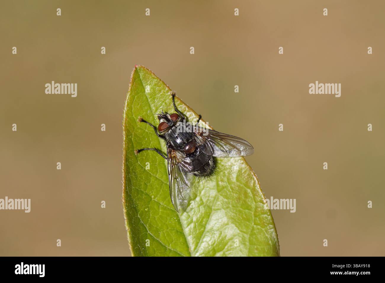 Blepharipa pratensis hi-res stock photography and images - Alamy