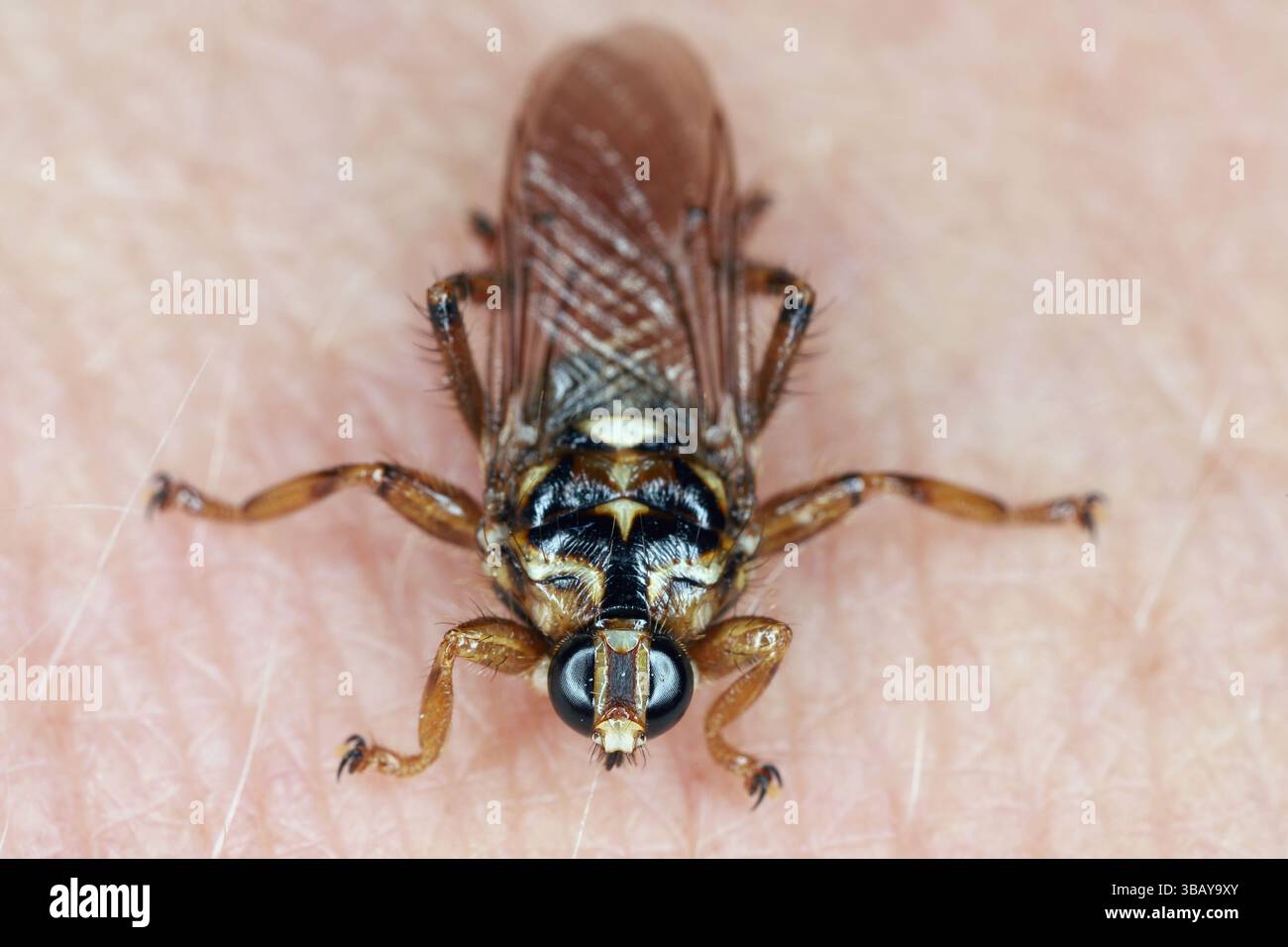 Hippobosca equina, also known as the forest fly or New Forest fly, is a ...