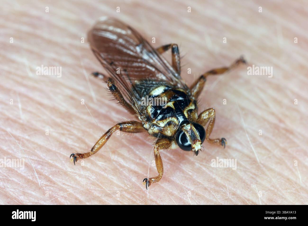New Forest fly (Hippobosca equina). A parasite that drinks the blood of ...