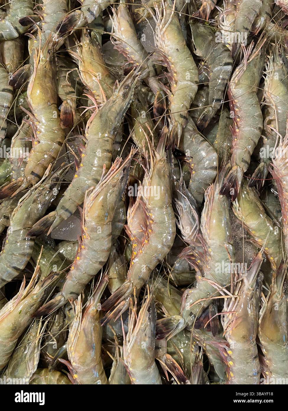 Fresh small shrimp on display.this photo was taken from bangladesh ...