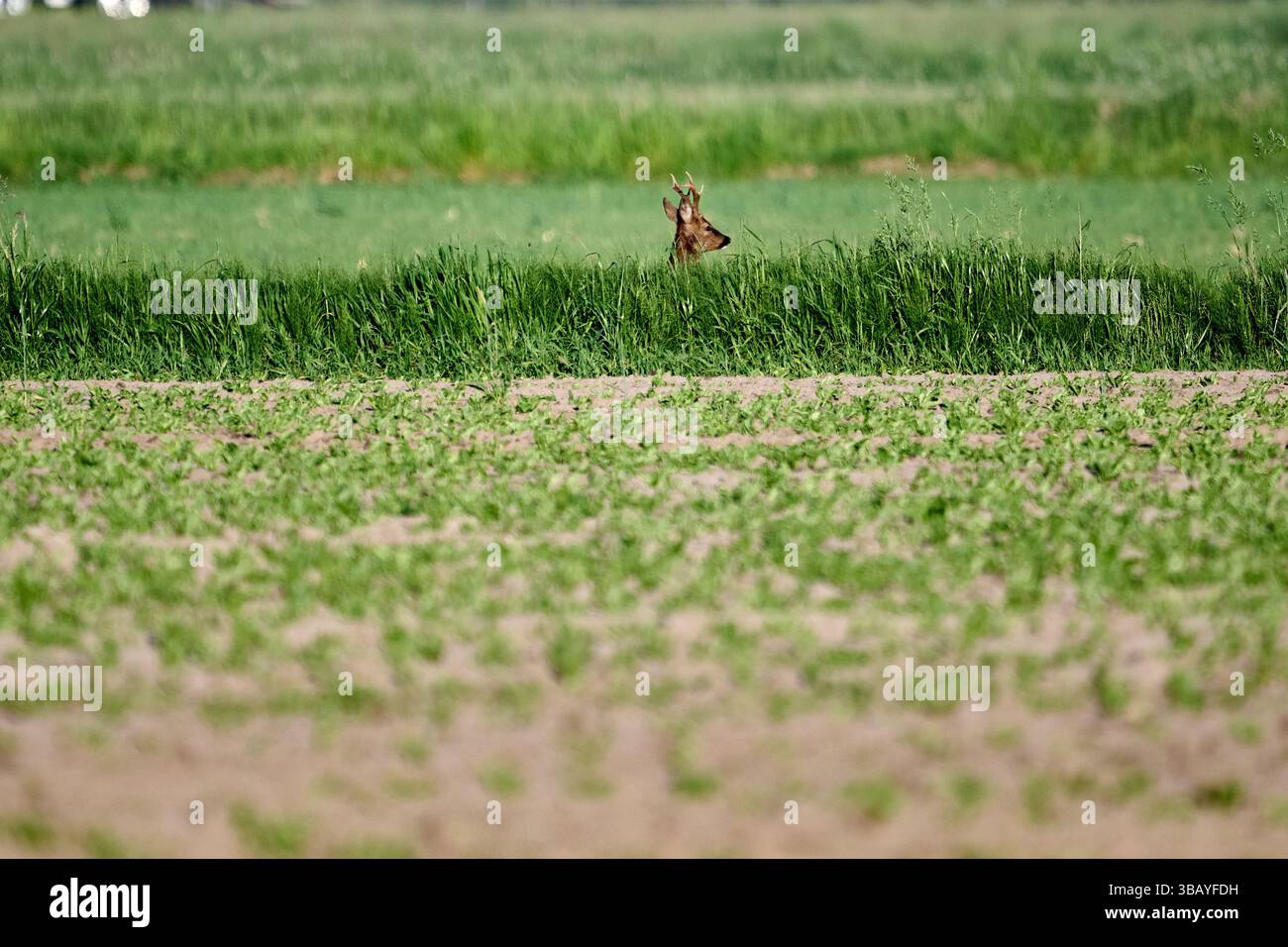 Roe deer capreolus capreolus walking hi-res stock photography and ...