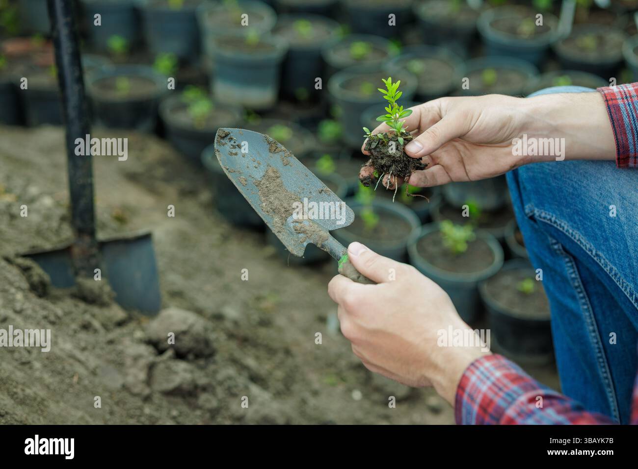 Close-up of hands holding young seedling and garden trowel, preparing ...