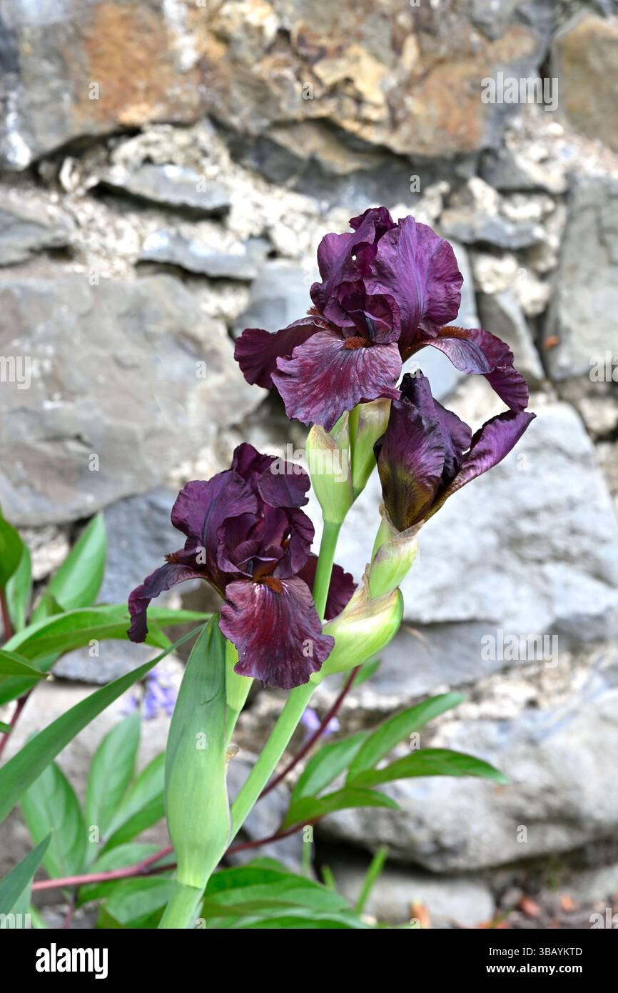 Rich purple spring flowers of bearded Iris 'Langport Wren' UK garden ...
