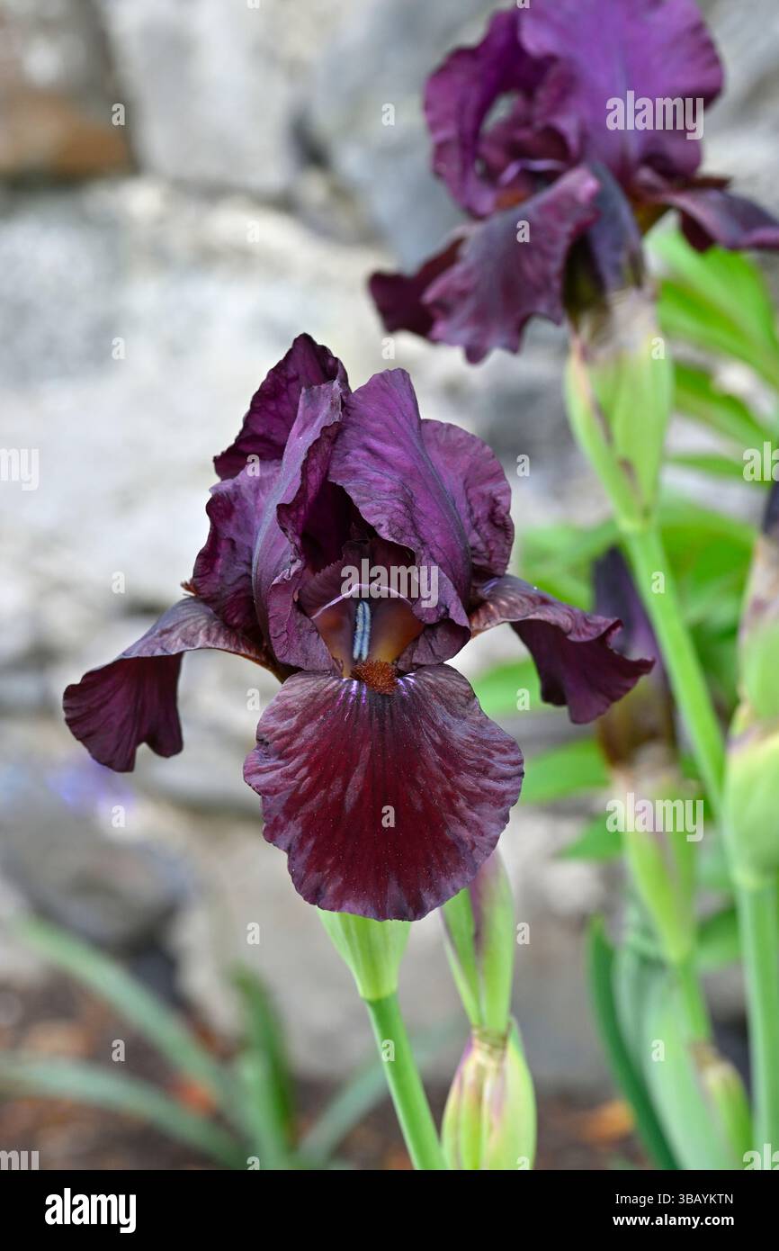 Rich purple spring flowers of bearded Iris 'Langport Wren' UK garden ...
