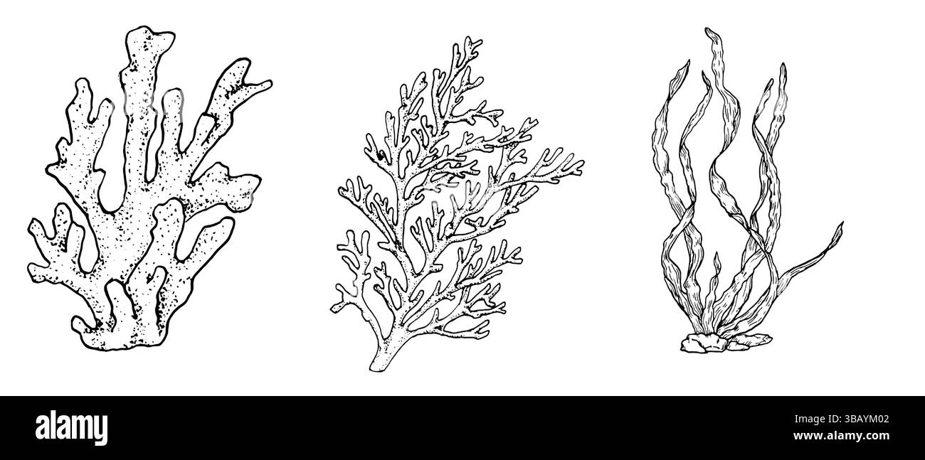 Coral branches and a clump of algae in the rocks, black and white ink ...