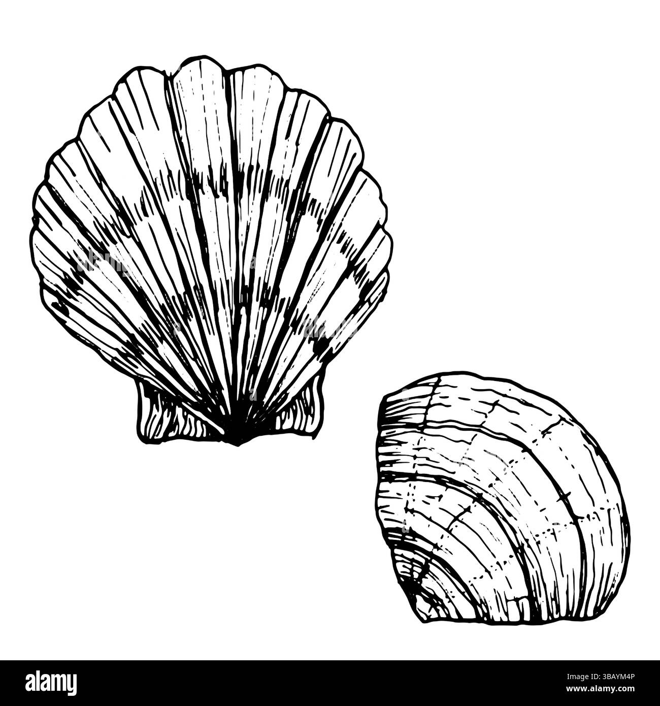 Scallop from the ocean floor, black and white ink drawing. Vector ...