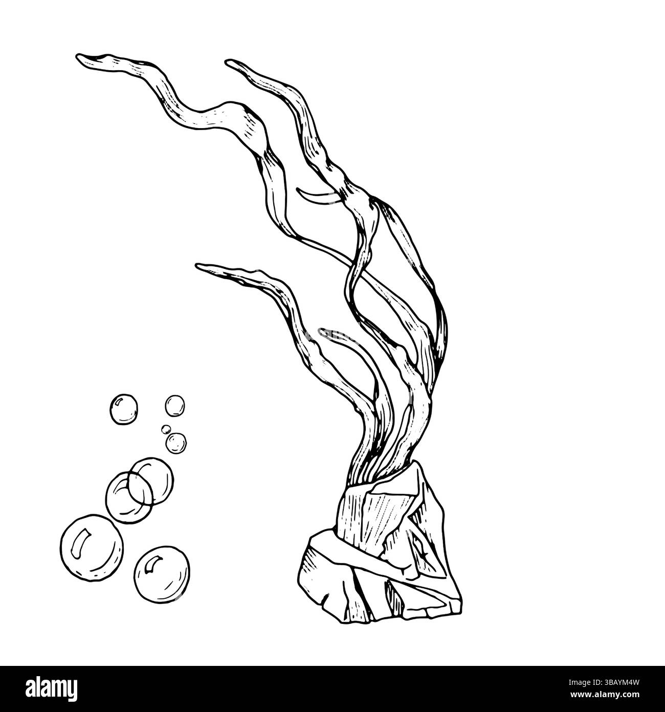 Algae and leaves Stock Vector Images - Alamy