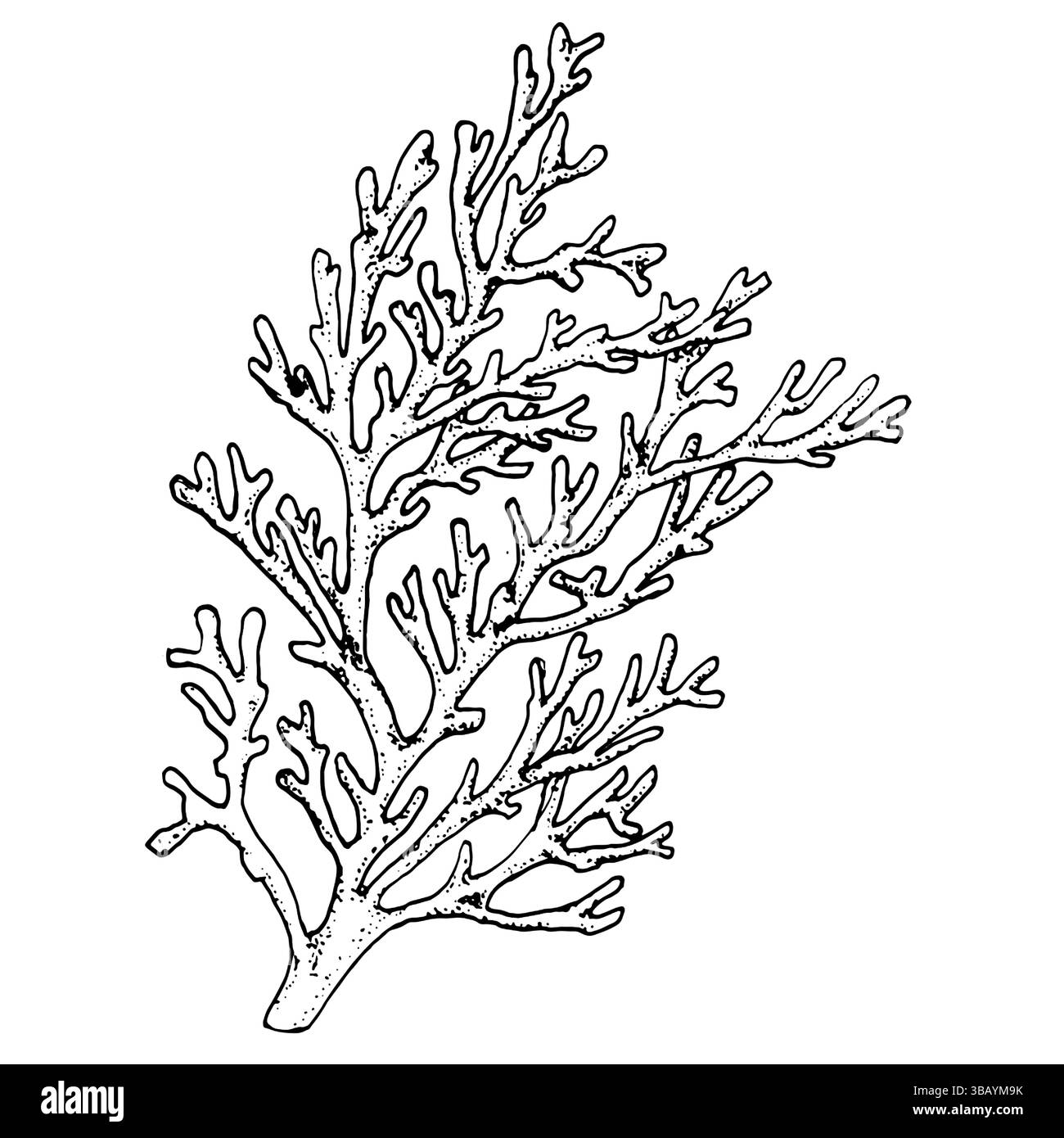 Coral twigs, an element of the underwater world and reefs, black and ...