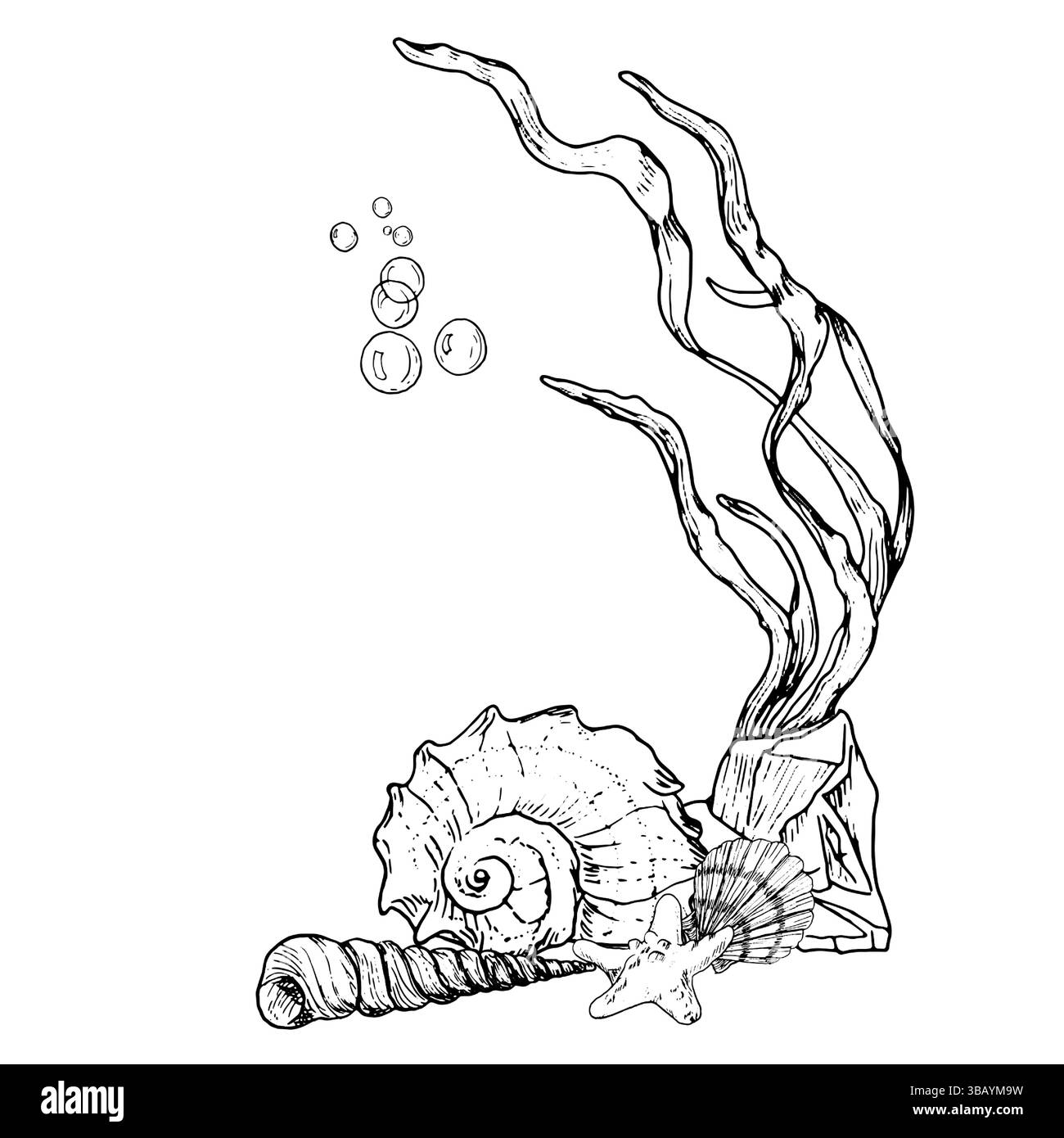 Seashells from ocean floor and starfish next to algae twigs, drawing in ...