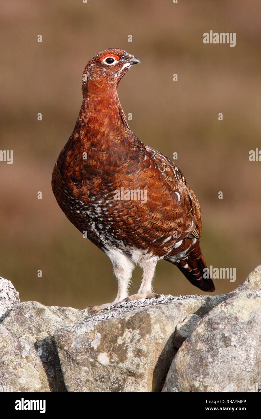 Red grouse portrait hi-res stock photography and images - Alamy