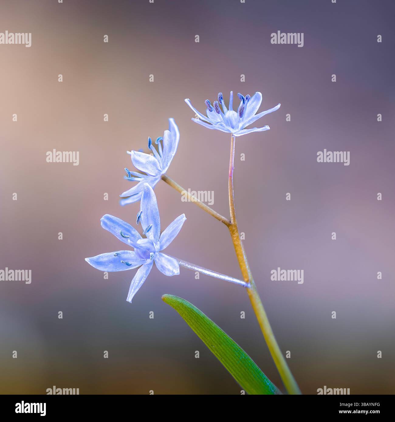 Close up shot scilla bifolia hi-res stock photography and images - Alamy