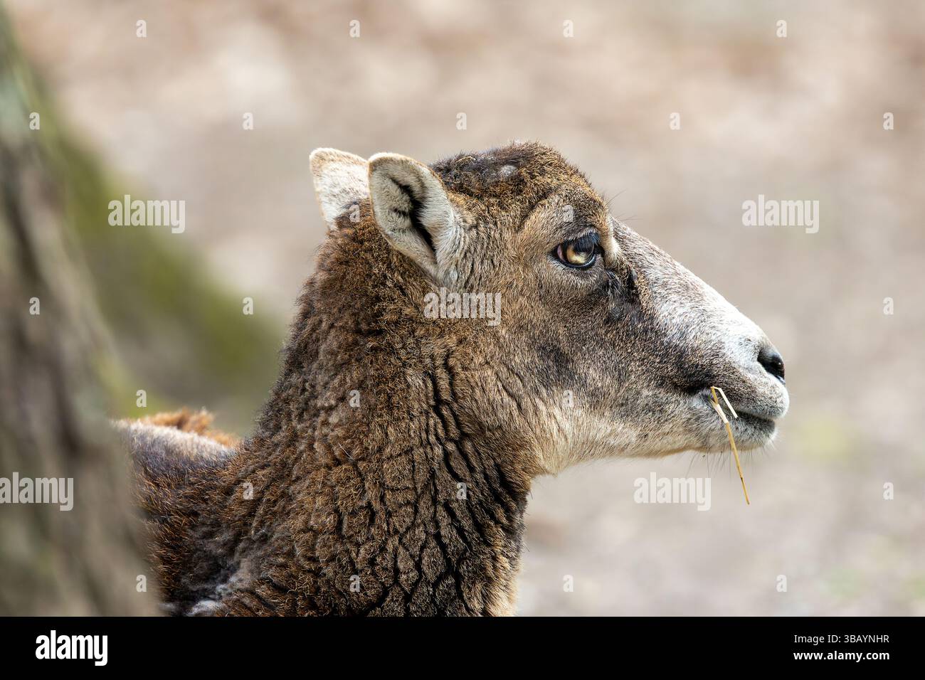 Female european mouflon ovis hi-res stock photography and images - Alamy