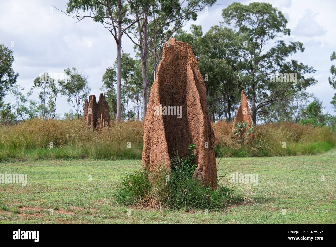 giant termite mounds, outback Queensland near Weipa, remote rural ...