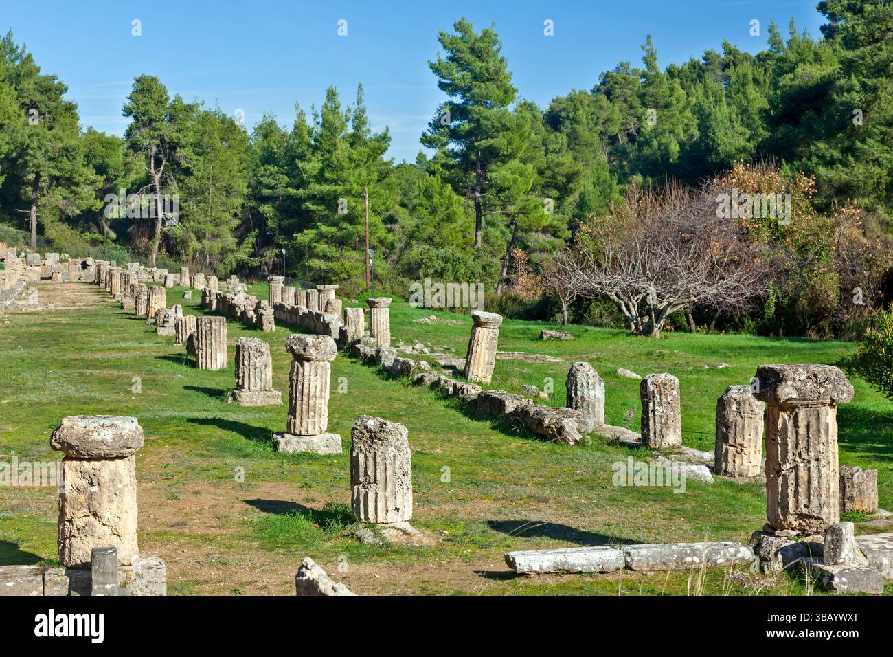 Ruins of ancient fluted columns scattered across the lush sanctuary of ...