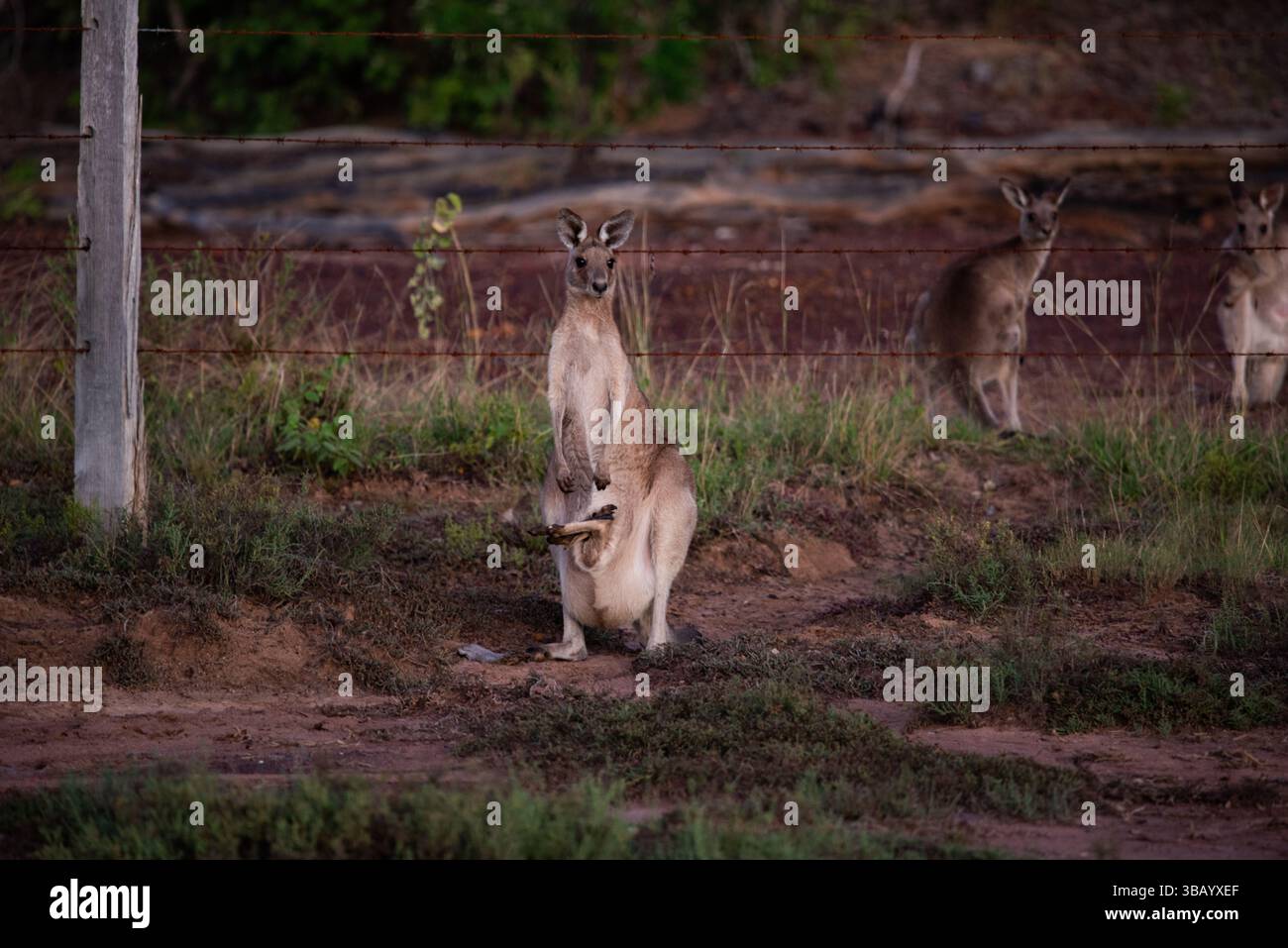 Pet kangaroos hi-res stock photography and images - Alamy