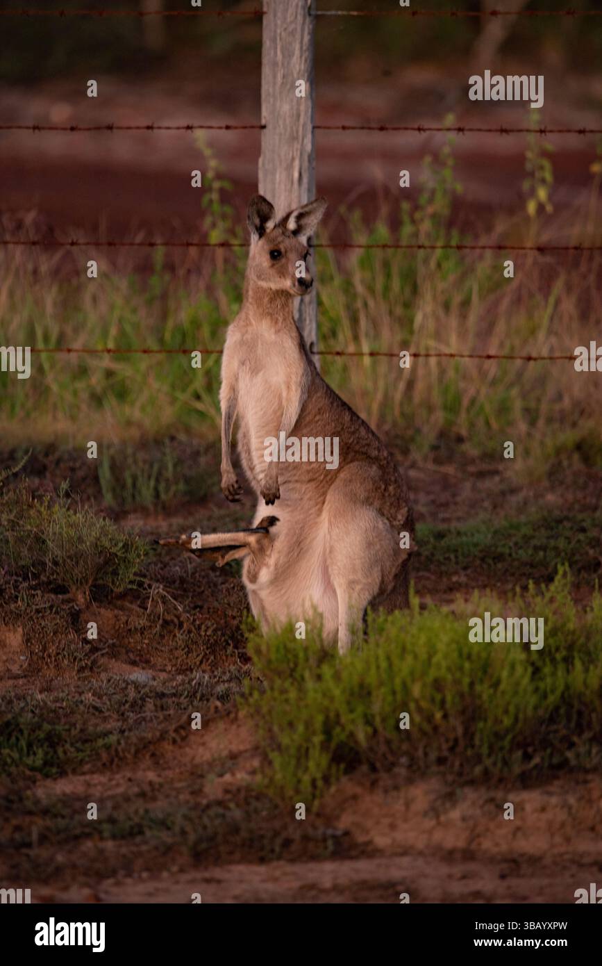 Cute character kangaroo animal hi-res stock photography and images - Alamy