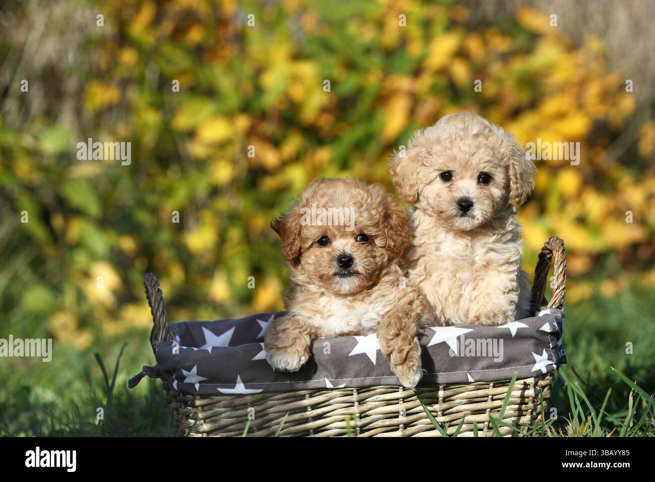 Bollipoo, two puppies in a basket. A hybrid, the parents belong to two ...