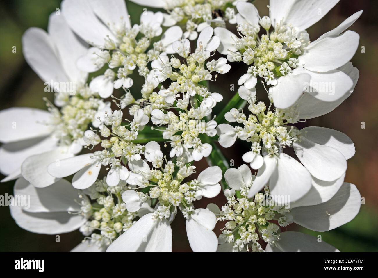 White Laceflower (Orlaya grandiflora), panicle. Native to Mediterranean ...