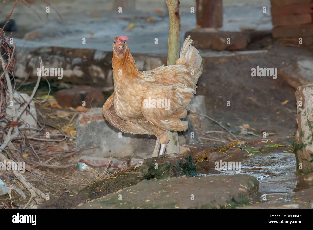 Portrait of a Brown Hen Standing in a Rural Setting, Village Background ...
