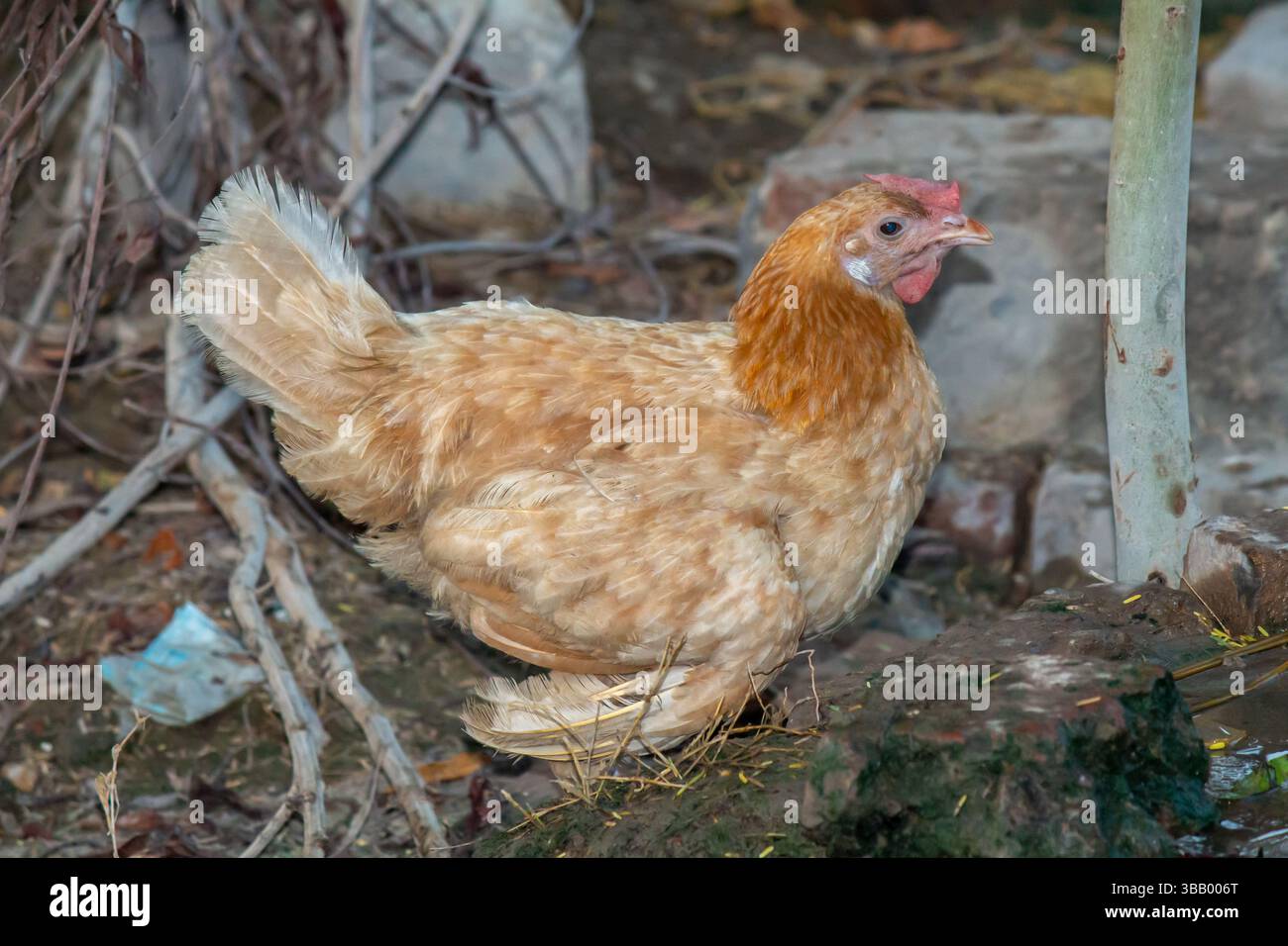 Portrait of a Brown Hen Standing in a Rural Setting, Village Background ...