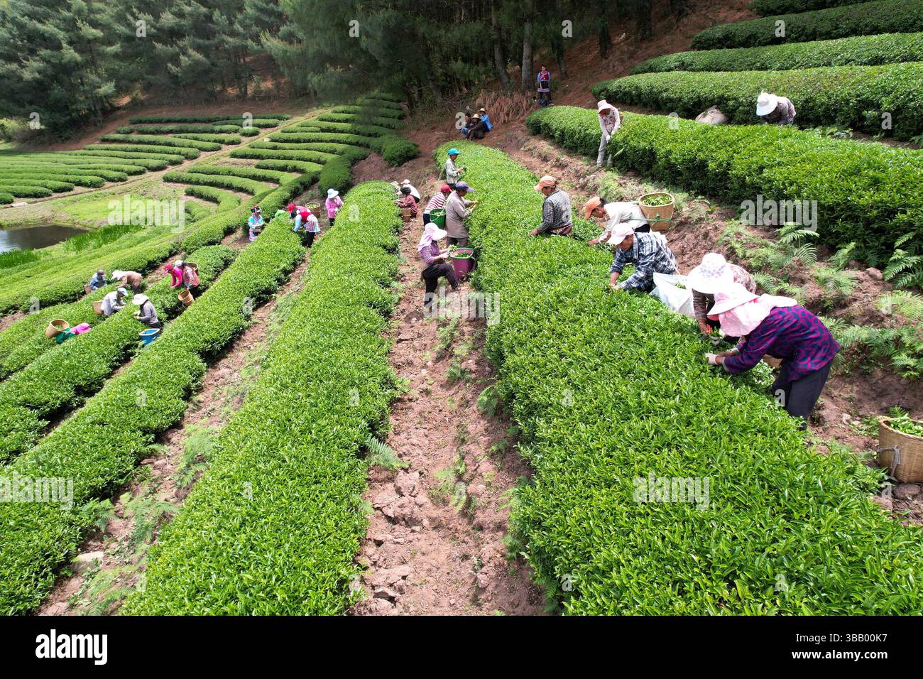 Aerial photo shows a tea garden in Weishan County, Dali Prefecture ...