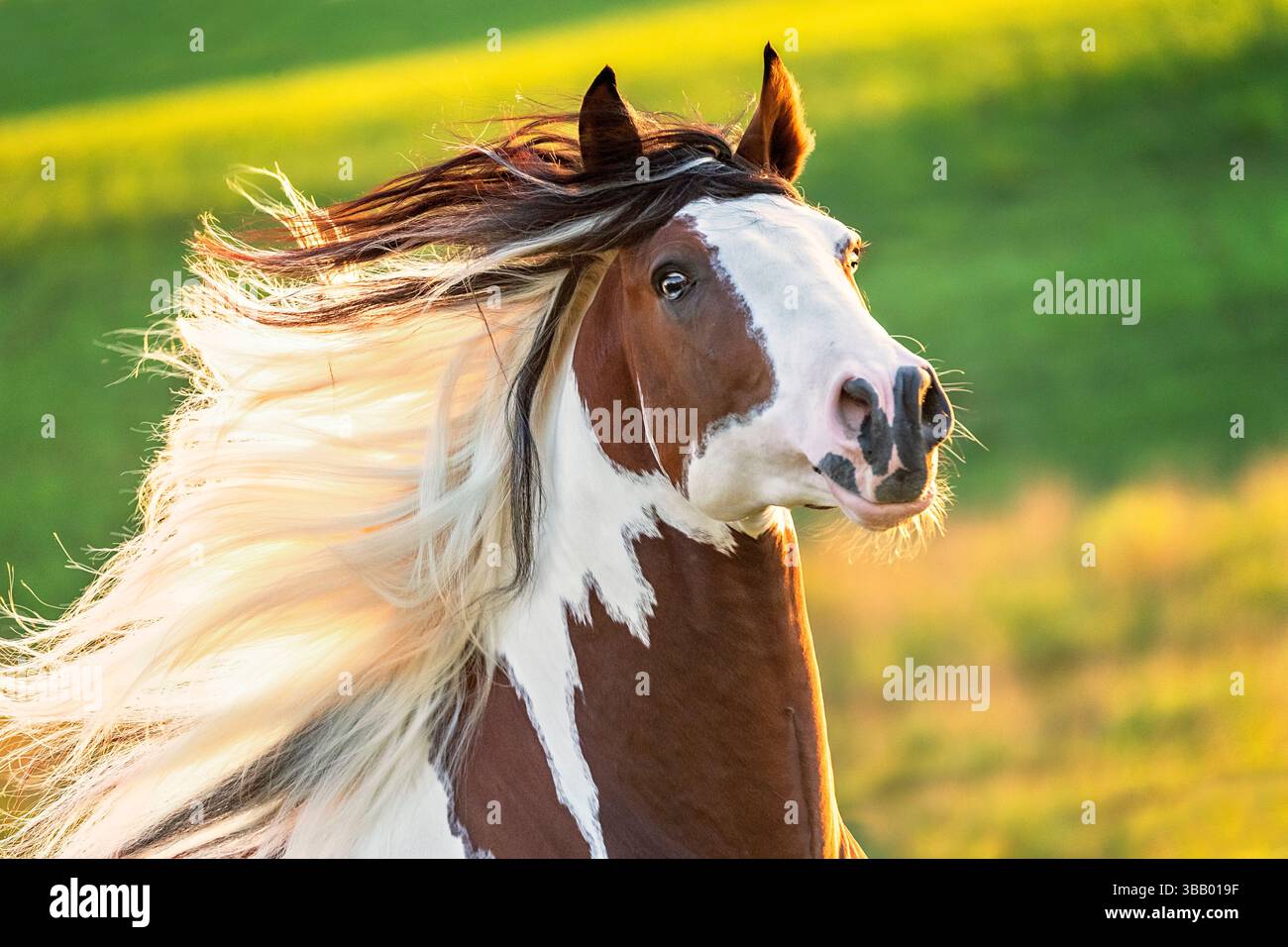 Pure Spanish Horse, Andalusian. Portrait of pinto stallion with mane ...