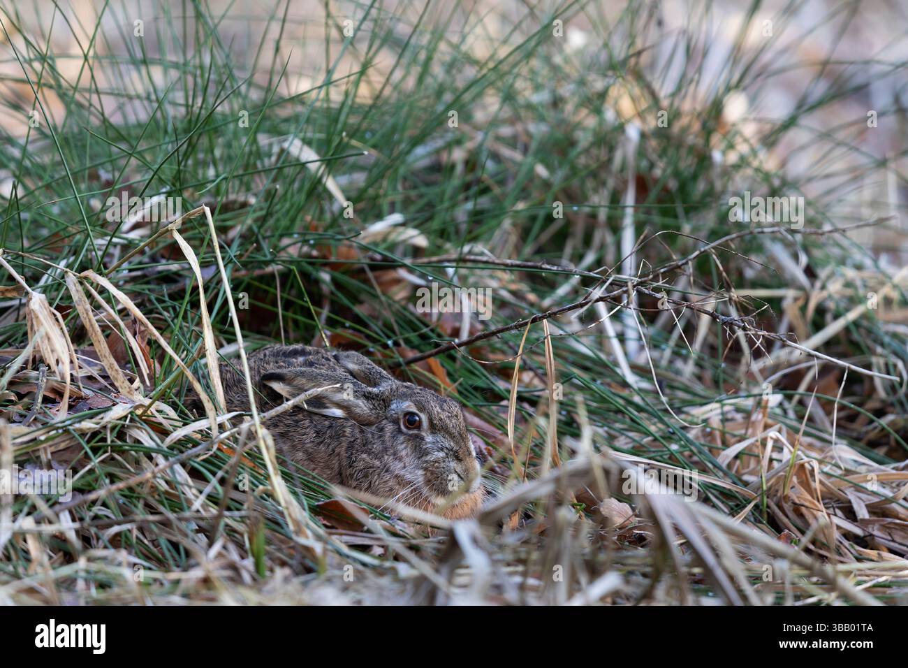 European Brown Hare (Lepus europaeus). Well camouflaged hare in its ...