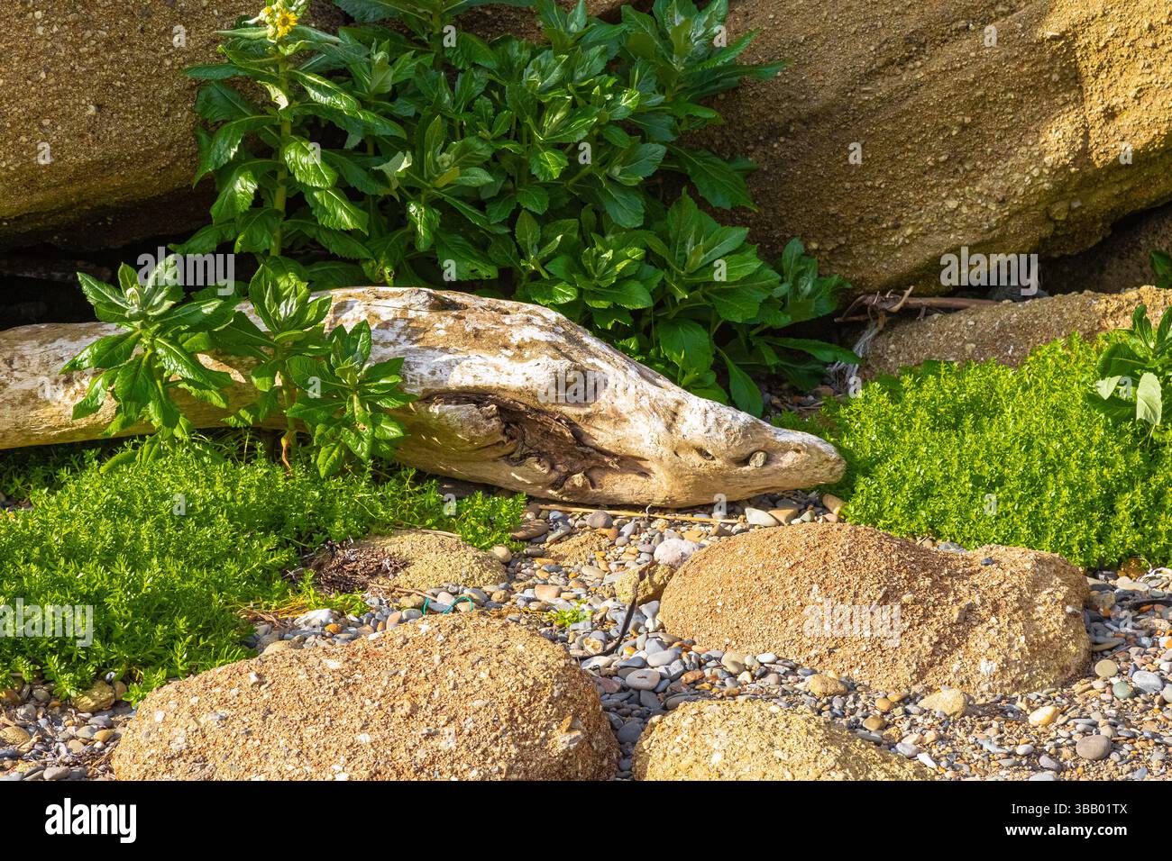 Natural object on the coast of the Okhotsk Sea. Pike's head. Sakhalin ...
