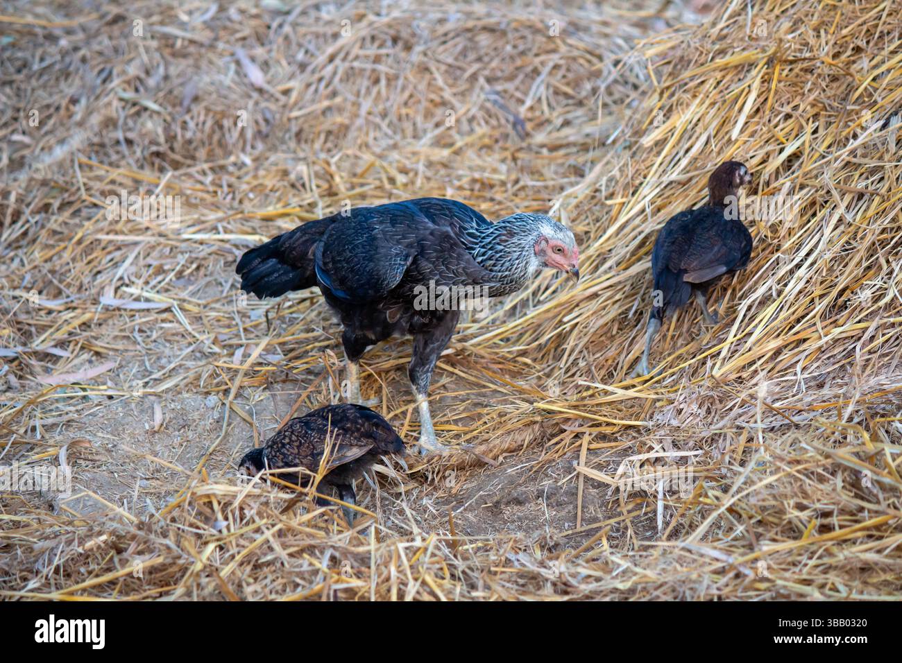 Free Range Hen with Chicks in Rural Straw Field – Desi Murghi and Baby ...