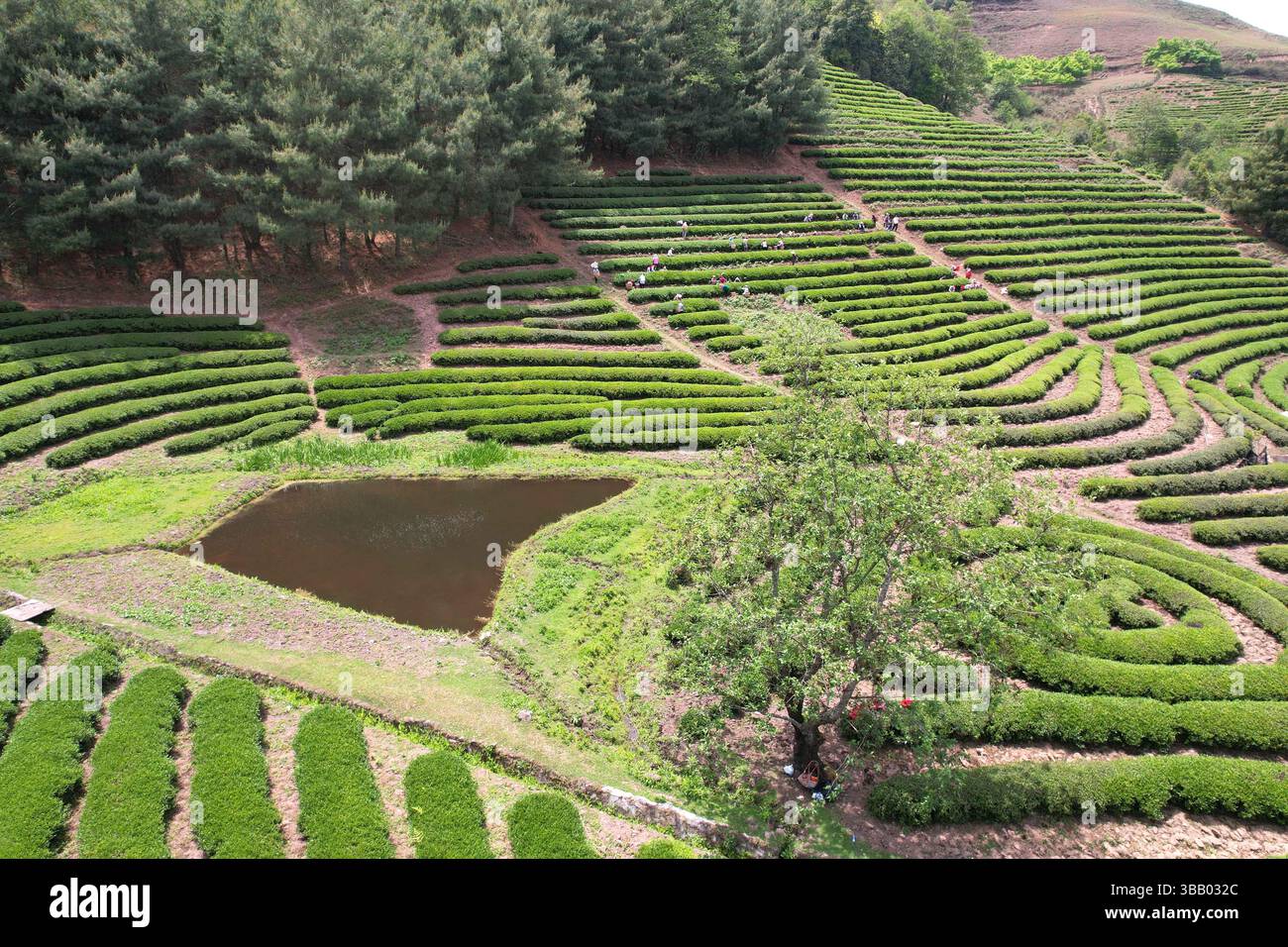 Aerial photo shows a tea garden in Weishan County, Dali Prefecture ...