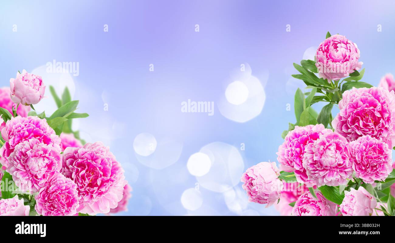 pink peonies border Stock Photo - Alamy