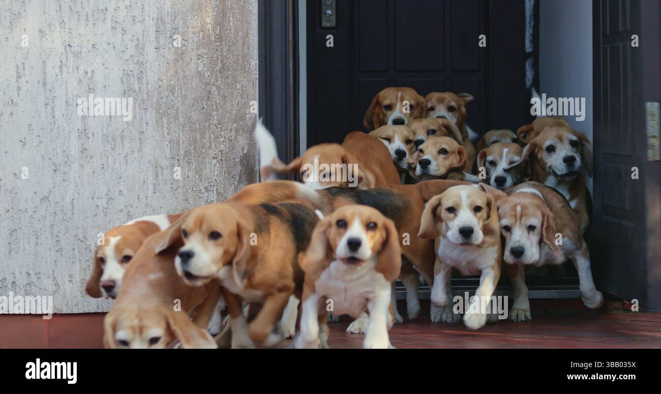 Beagle dogs rushing out of a house's door create a lively and energetic ...