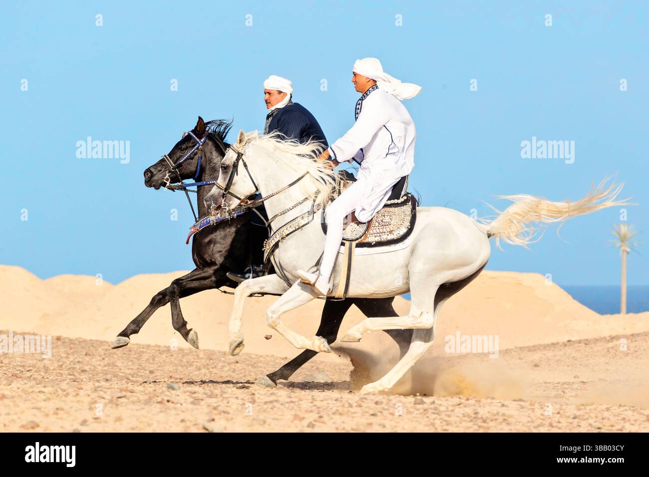 Arabian Horse. Two riders in traditional dress galloping in the desert ...