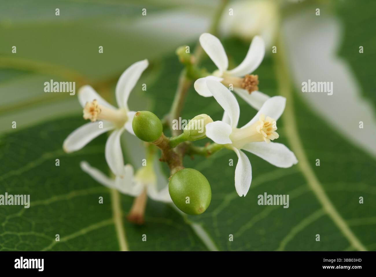 Neem flowers leaves and fruits Stock Photo - Alamy