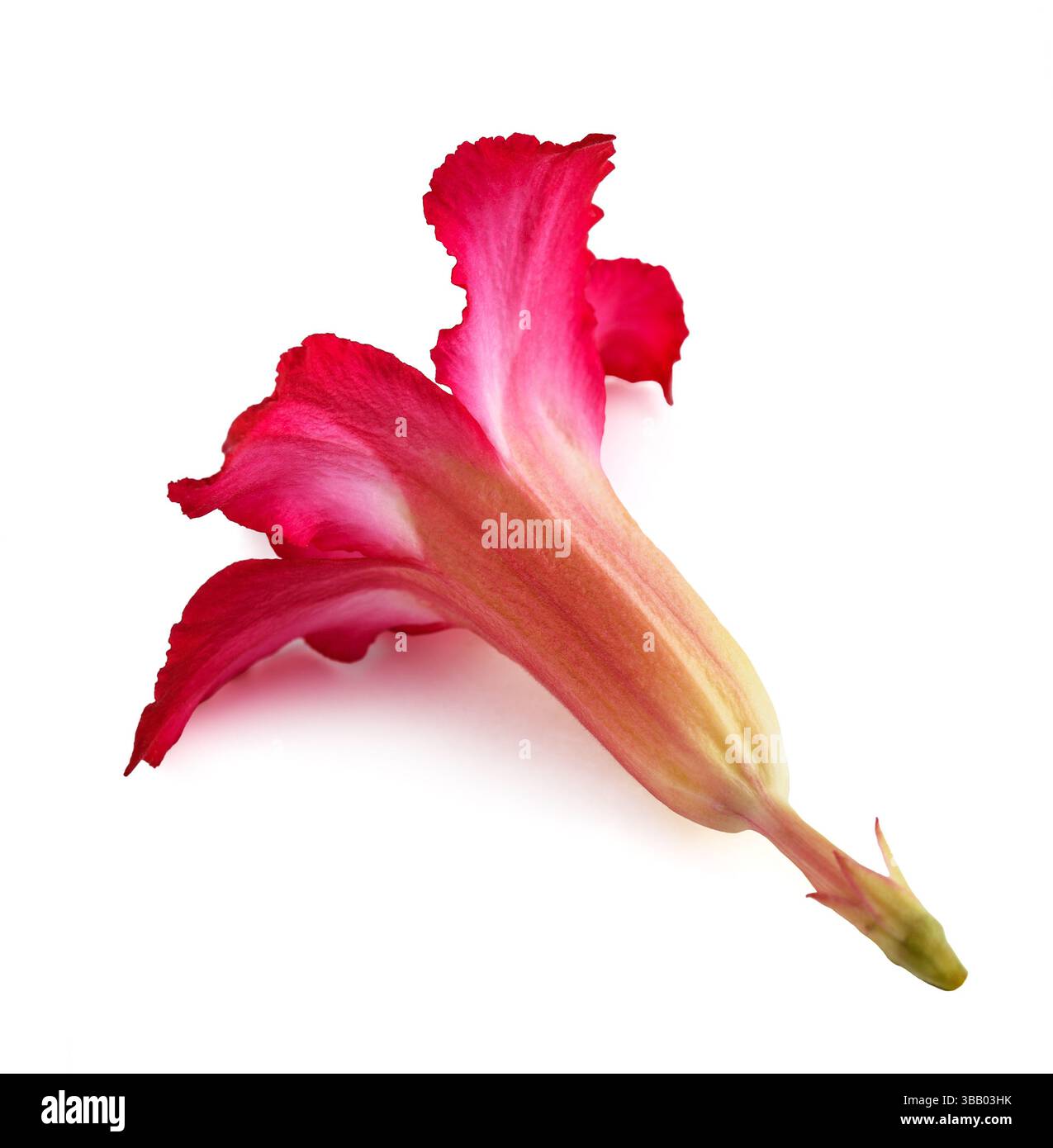 Back desert Cut Out Stock Images & Pictures - Alamy