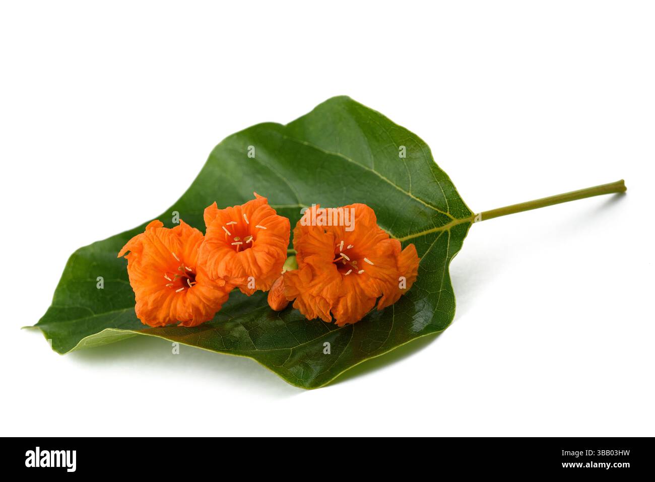 Flowers trumpet Cut Out Stock Images & Pictures - Alamy